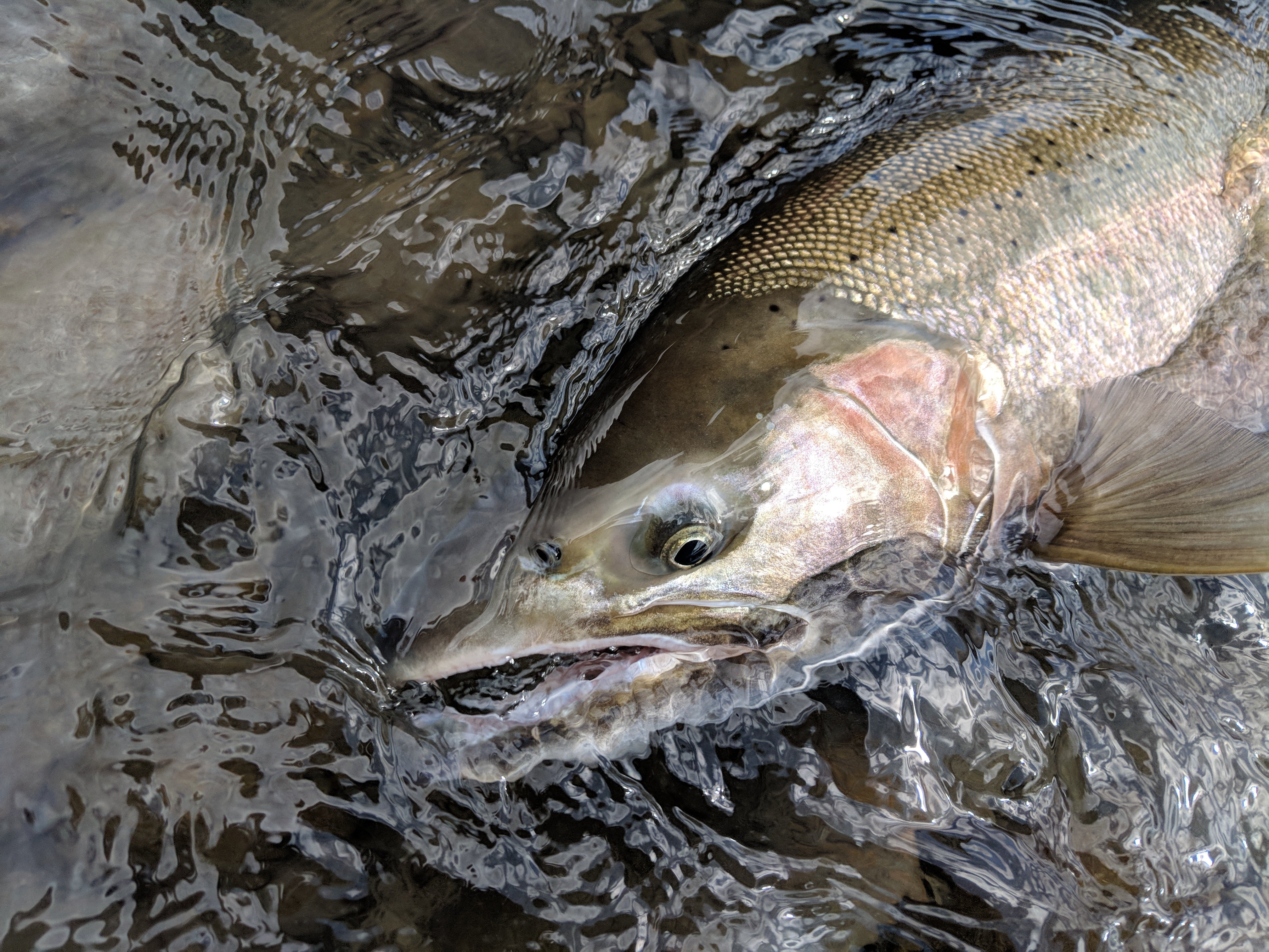 Steelhead Fishing Rods for Drift, Float, and Plug Fishing – Prolite Rod ...
